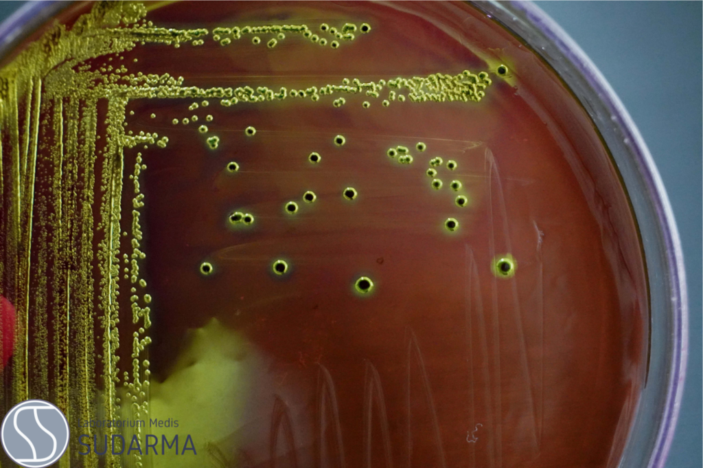 Daftar Pemeriksaan - Laboratorium Sudarma